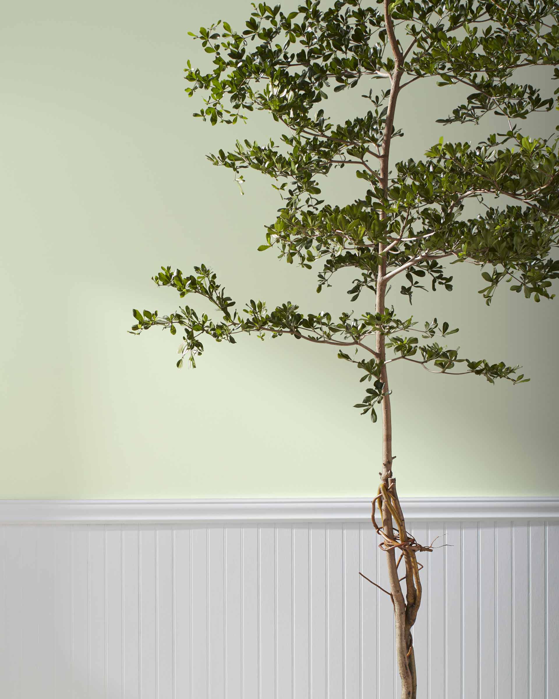 Budding Green (CSP-790) – Benjamin Moore Hong Kong & Macau