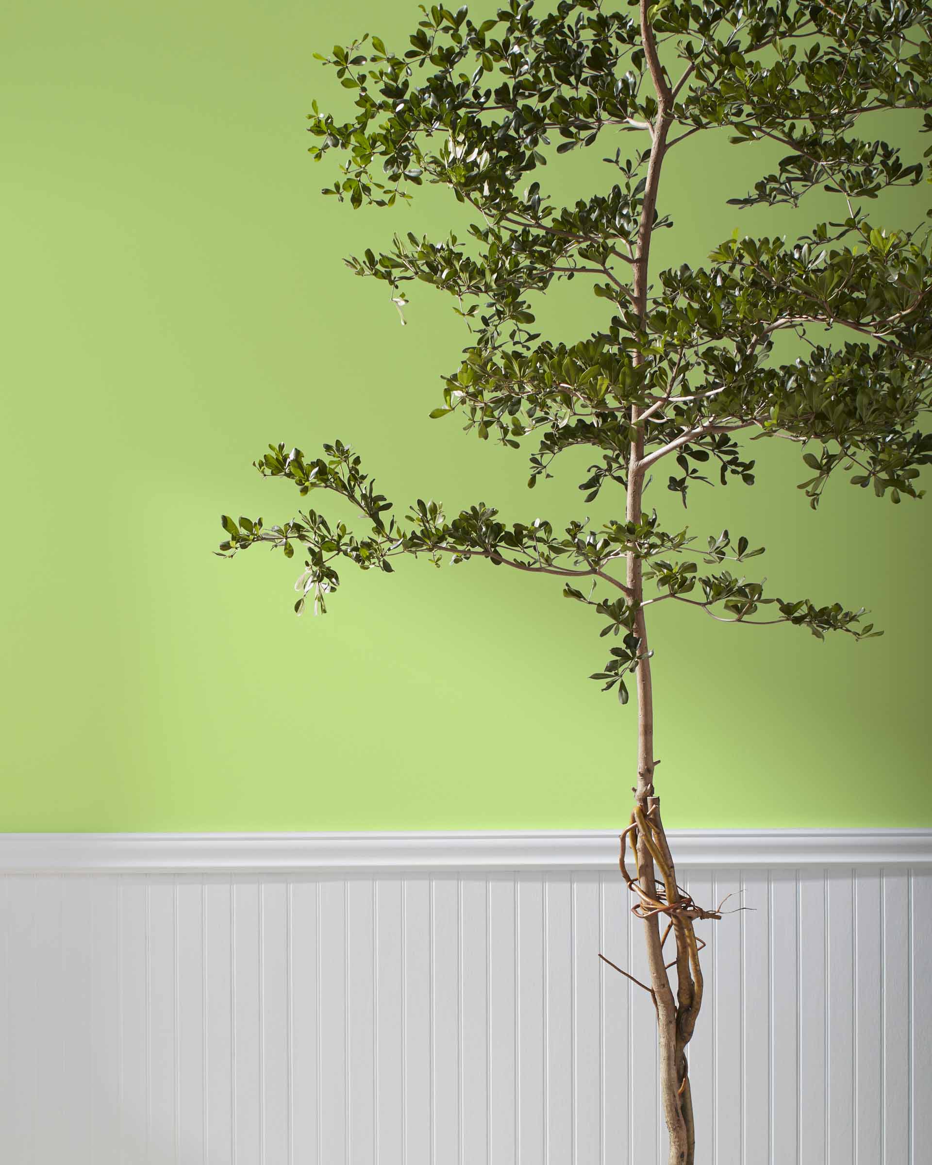 Stem Green (2029-40) – Benjamin Moore Hong Kong & Macau