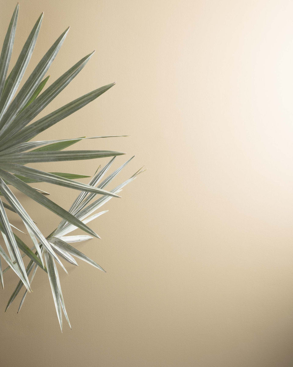 Moccasin (1059) – Benjamin Moore Hong Kong & Macau