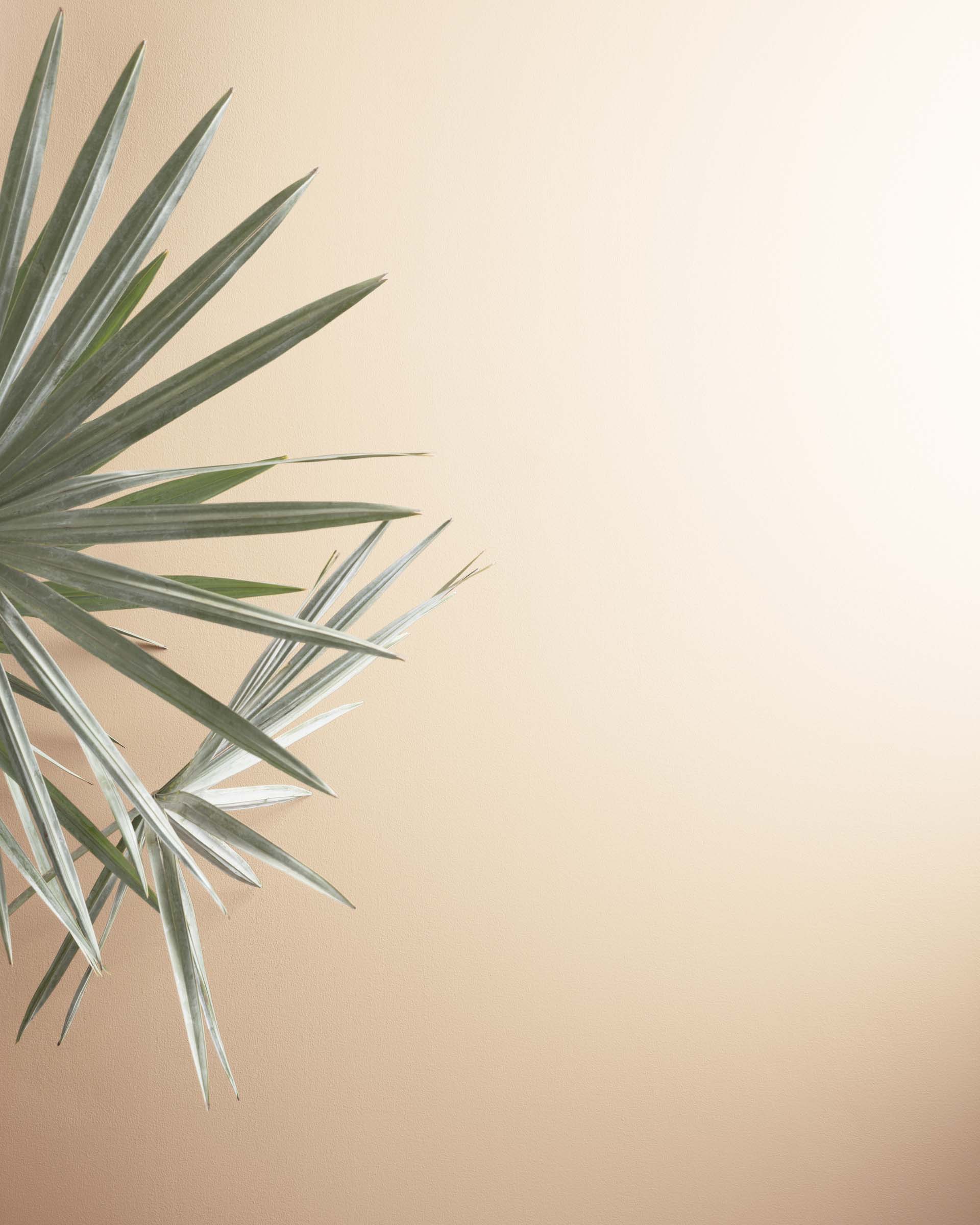 Hazelnut Cream (2161-60) – Benjamin Moore Hong Kong & Macau